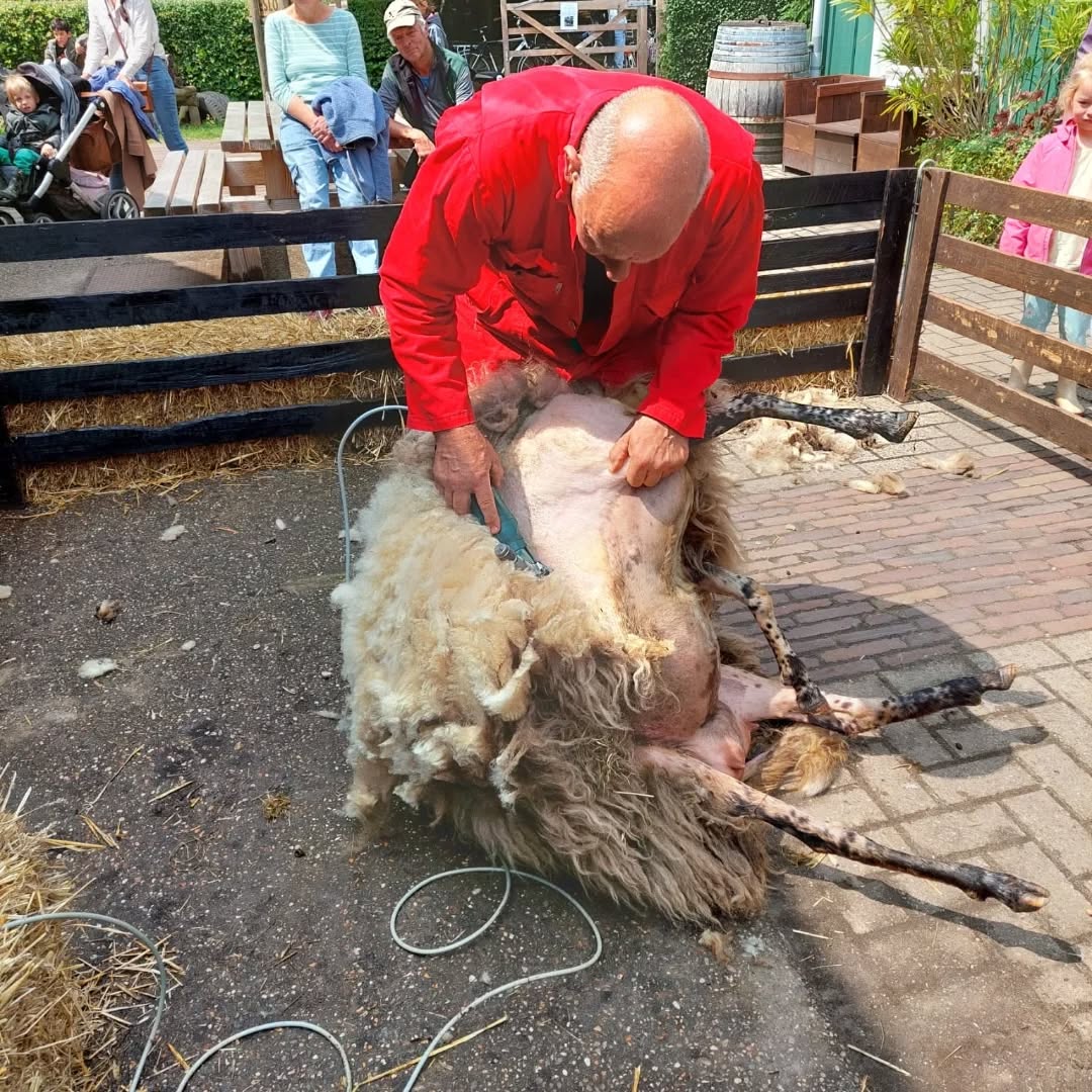 Schaapscheerdersfeest was weer een succes + trekking lootjes ...